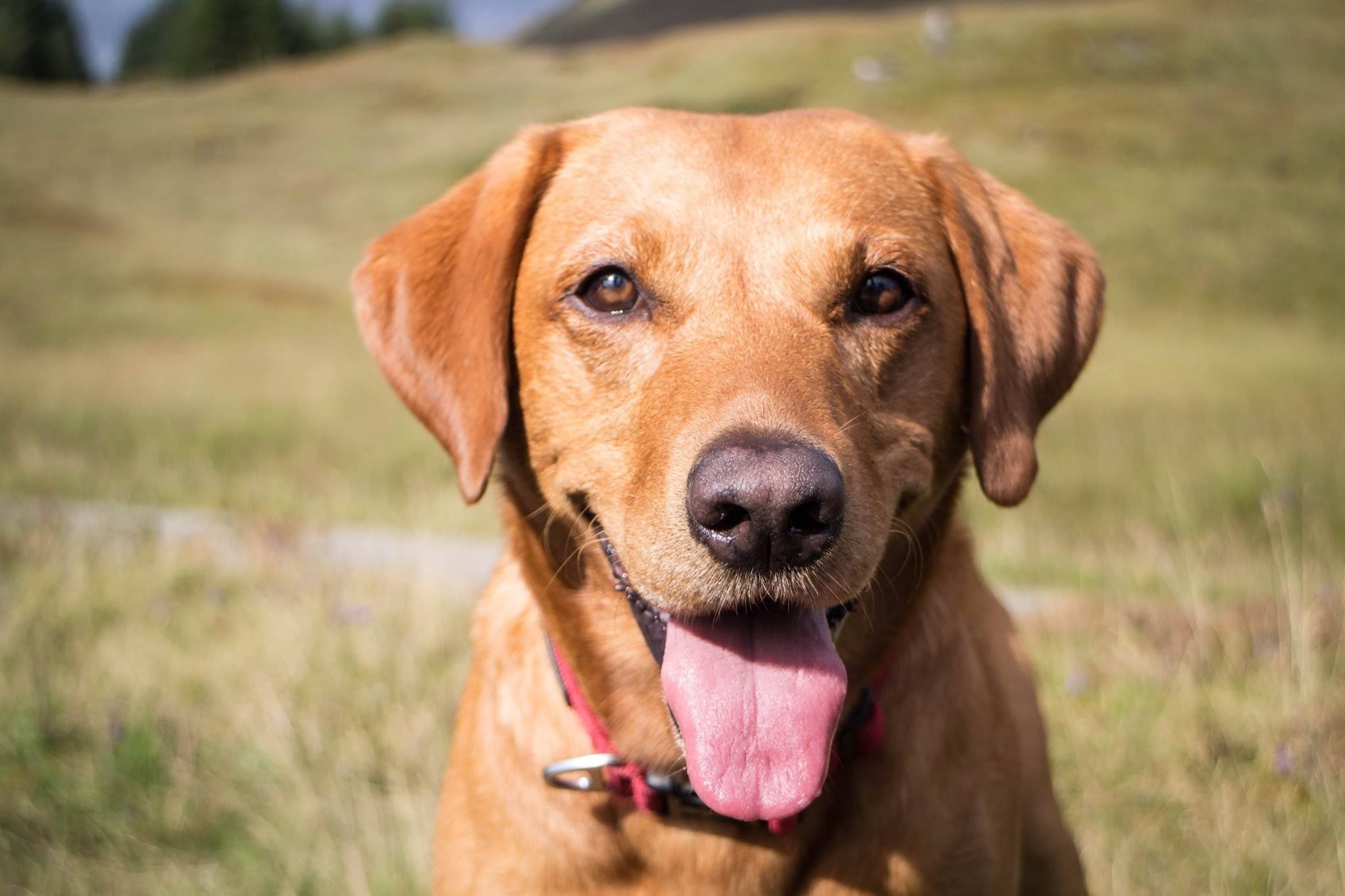 International Dog Day - Scottish Mountain Rescue