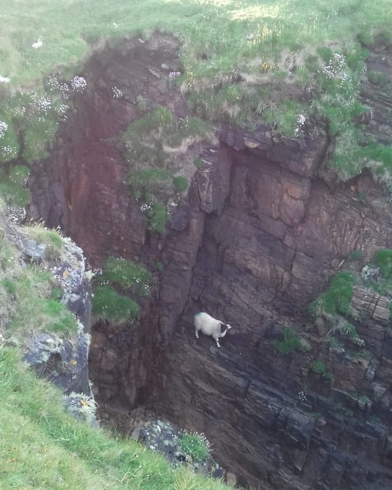 Sheep Rescue - Scottish Mountain Rescue
